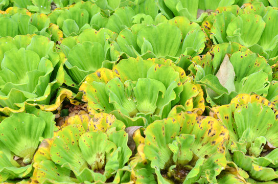 "Water Cabbage" Images – Browse 1,541 Stock Photos, Vectors, and Video ...