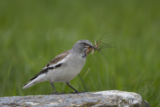 Redpol Bilder – Durchsuchen 110 Archivfotos, Vektorgrafiken und Videos ...