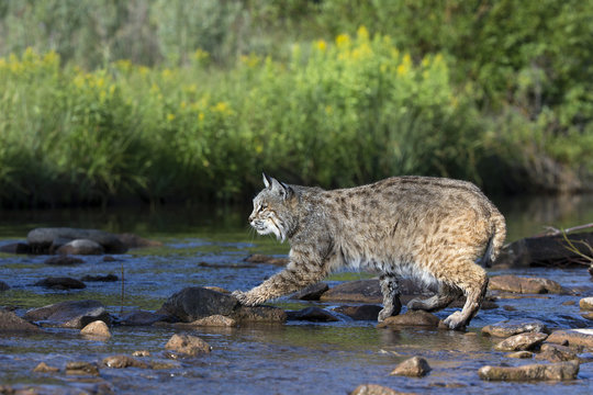 Linx Images – Parcourir 301 le catalogue de photos, vecteurs et vidéos ...