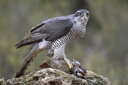 "Northern Goshawk" Images – Browse 29,727 Stock Photos, Vectors, and ...
