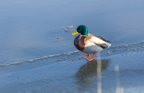 รูปภาพWaddle – เลือกดูภาพถ่ายสต็อก เวกเตอร์ และวิดีโอ7,412 | Adobe Stock
