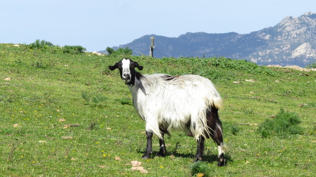 「Sardius」の画像 - 3,594 件の Stock 写真、ベクターおよびビデオ | Adobe Stock