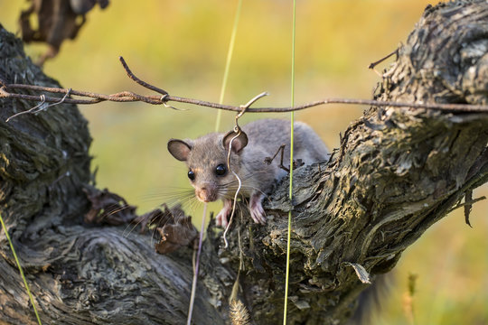 Gliridae Bilder – Durchsuchen 2,762 Archivfotos, Vektorgrafiken und ...