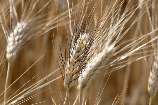 Weizenpflanze Images – Browse 27 Stock Photos, Vectors, and Video ...