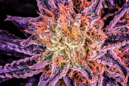 "Exotic Cannabis" Images – Browse 80 Stock Photos, Vectors, and Video ...