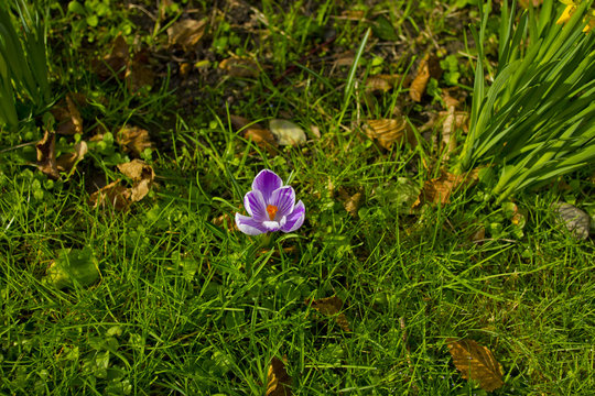 Bourgeonner bilder – Bläddra bland 397 stockfoton, vektorer och videor ...