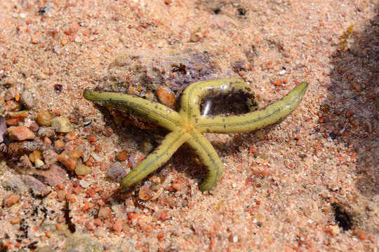 Ophiuroidea Bilder – Durchsuchen 859 Archivfotos, Vektorgrafiken und ...