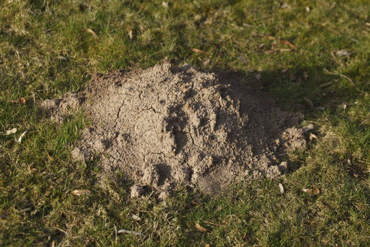 Erdhaufen Bilder – Durchsuchen 653 Archivfotos, Vektorgrafiken und ...