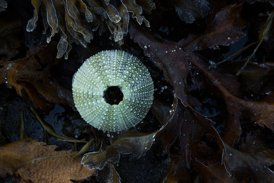 Seeigelskelett Bilder – Durchsuchen 275 Archivfotos, Vektorgrafiken und ...