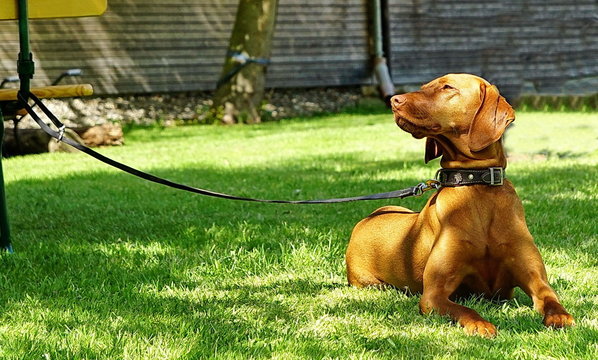 Imágenes de Richback: descubre bancos de fotos, ilustraciones, vectores ...