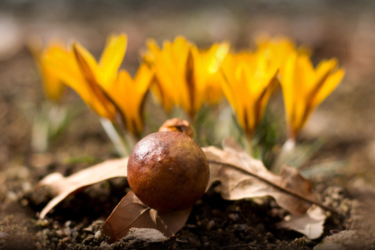 Cherry Gall Wasp Images – HD & 4K Photos Free to Download | PikWizard