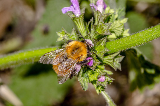 Bombi Images – Browse 50 Stock Photos, Vectors, and Video | Adobe Stock