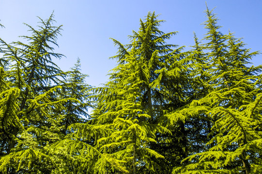 「Zedern」の写真素材 | 301件の無料イラスト画像 | Adobe Stock