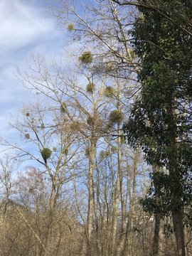 "Boule De Gui" Images – Browse 14 Stock Photos, Vectors, and Video ...