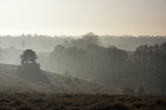 Foggy Moor Images – HD & 4K Photos Free to Download | PikWizard