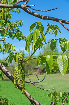 Fructify Bilder – Durchsuchen 586 Archivfotos, Vektorgrafiken und Videos | Adobe Stock