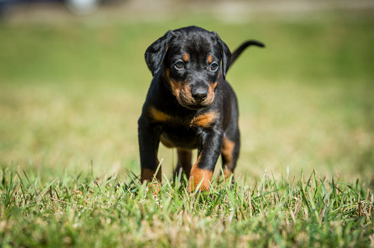 Dober bilder – Bläddra bland 648 stockfoton, vektorer och videor ...