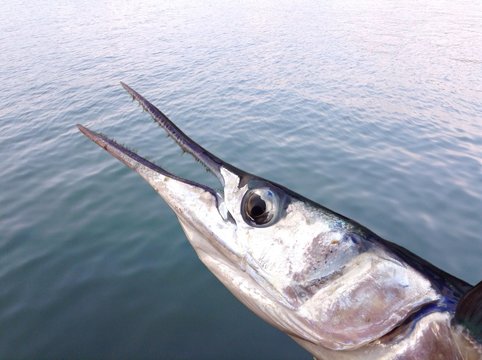 Giant Needlefish