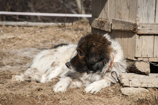 "Karakachan Dog" Images – Browse 37 Stock Photos, Vectors, and Video ...