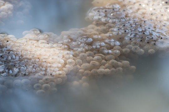 「Froschlaich」の画像 - 513 件の Stock 写真、ベクターおよびビデオ | Adobe Stock