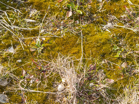 "Artificial Texture" Images – Browse 80 Stock Photos, Vectors, and ...