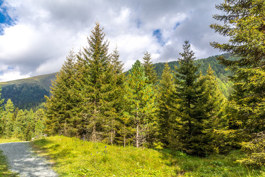 รูปภาพZirbenwald – เลือกดูภาพถ่ายสต็อก เวกเตอร์ และวิดีโอ169 | Adobe Stock