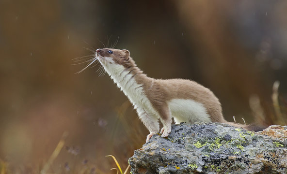 Brown Ermine
