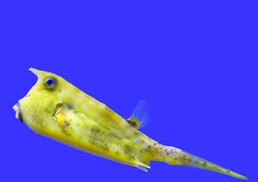 รูปภาพCowfish – เลือกดูภาพถ่ายสต็อก เวกเตอร์ และวิดีโอ2,002 | Adobe Stock