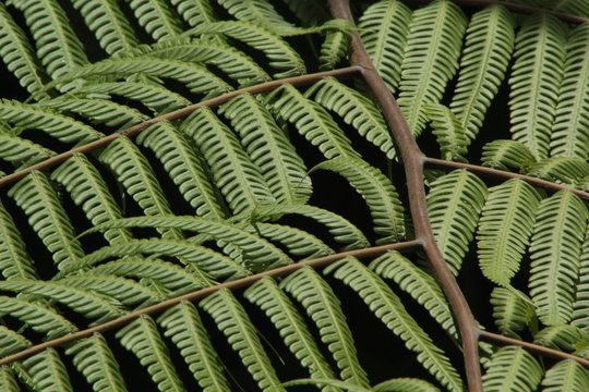 Bien Hecho"」の写真素材 | 52件の無料イラスト画像 | Adobe Stock