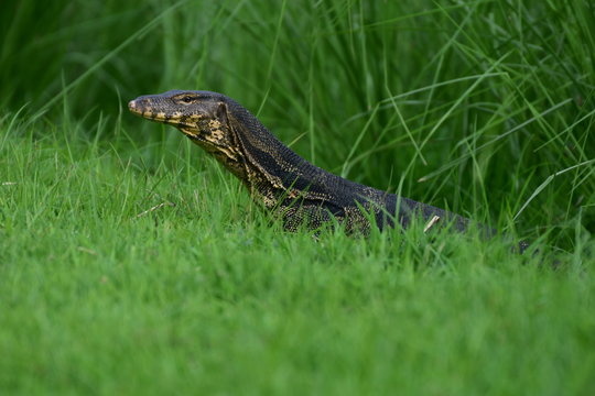 "Big Lizard" Images – Browse 258 Stock Photos, Vectors, and Video ...