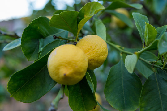 Citroner Images – Browse 26 Stock Photos, Vectors, and Video | Adobe Stock