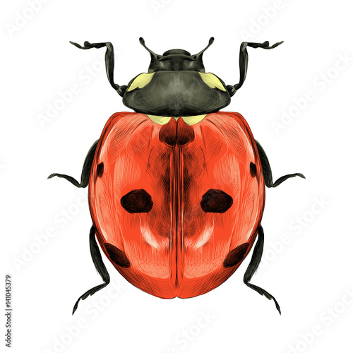 "ladybug top view of a symmetric graph sketch vector color drawing ...