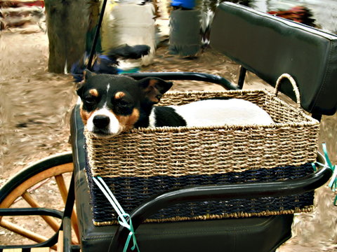 "Carriage Dog" Images – Browse 378 Stock Photos, Vectors, and Video ...