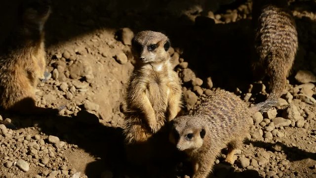 รูปภาพSuricatas – เลือกดูภาพถ่ายสต็อก เวกเตอร์ และวิดีโอ62 | Adobe Stock