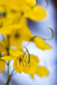 Konnappoo Images – Browse 45 Stock Photos, Vectors, and Video | Adobe Stock