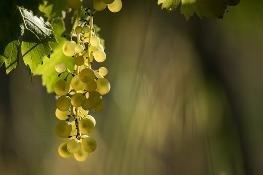 รูปภาพTrauben – เลือกดูภาพถ่ายสต็อก เวกเตอร์ และวิดีโอ30,385 | Adobe Stock