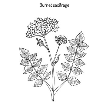 Burent Images – Browse 4 Stock Photos, Vectors, and Video | Adobe Stock