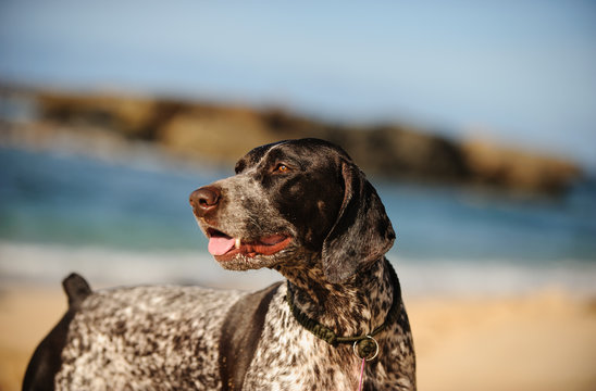 Gsp Images – Browse 1,280 Stock Photos, Vectors, and Video | Adobe Stock