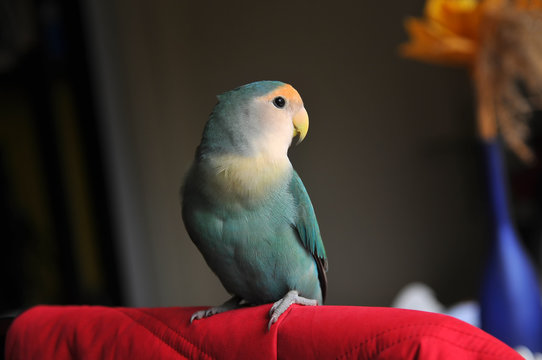 รูปภาพParrotlet – เลือกดูภาพถ่ายสต็อก เวกเตอร์ และวิดีโอ712 | Adobe Stock