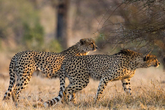 「Cheetha」の写真素材 | 90件の無料イラスト画像 | Adobe Stock