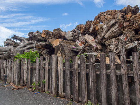 รูปภาพKusunoki – เลือกดูภาพถ่ายสต็อก เวกเตอร์ และวิดีโอ121 | Adobe Stock