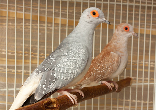 "Diamond Dove" Bilder – Durchsuchen 296 Archivfotos, Vektorgrafiken und ...