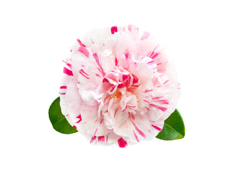 Camellia Images – Browse 41,478 Stock Photos, Vectors, and Video ...