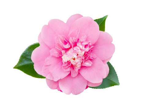 Camellia Images – Browse 44,397 Stock Photos, Vectors, and Video ...