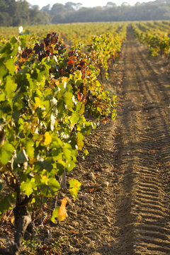 "Champ De Vigne" 影像 – 瀏覽 275 個素材庫相片、向量圖和影片 | Adobe Stock