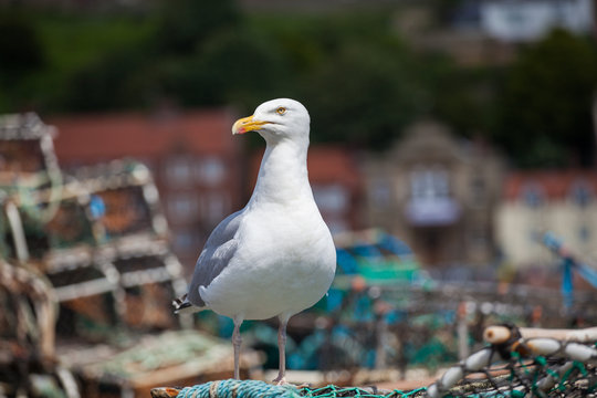 Guls Images – Browse 3,303 Stock Photos, Vectors, and Video | Adobe Stock