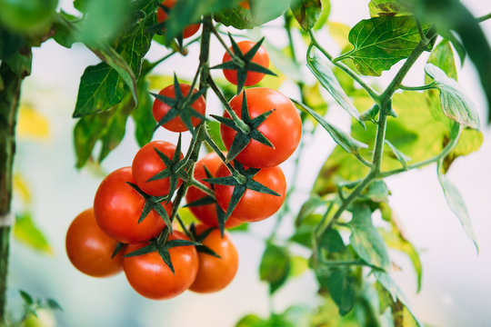 Strauchtomaten Bilder – Durchsuchen 41,127 Archivfotos, Vektorgrafiken ...