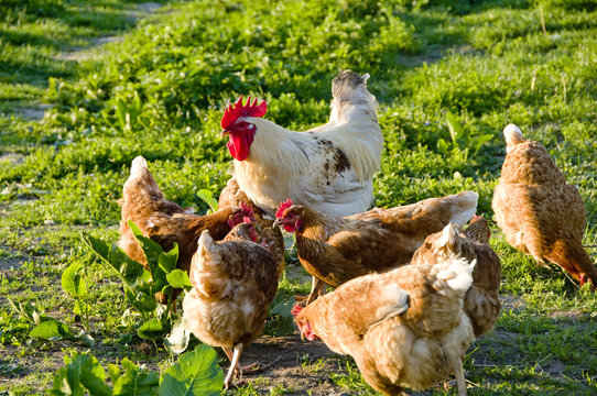 Obrazy (Kury) — zdjęcia, wektory i wideo bez tantiem (470) | Adobe Stock