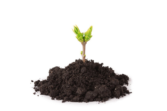 Seedling White Background Images – Browse 116,544 Stock Photos, Vectors ...