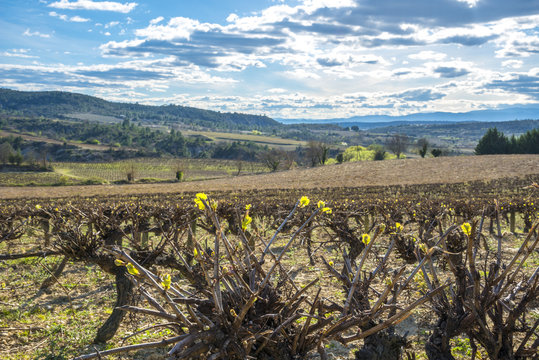 Bourgeonner bilder – Bläddra bland 397 stockfoton, vektorer och videor ...